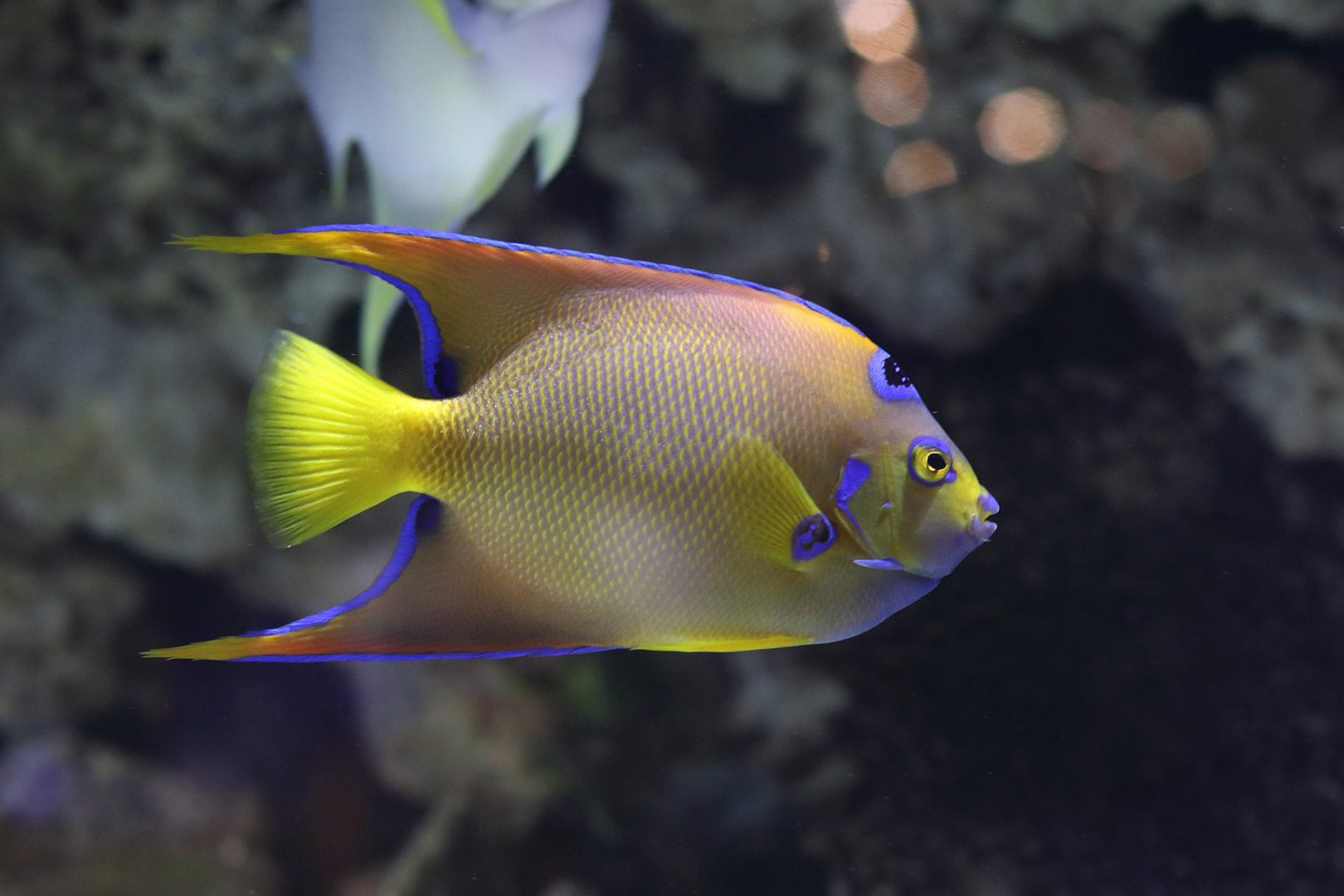Votre Animal Astral est l'Ange-Royal - Zooastro Poisson Totem Astro